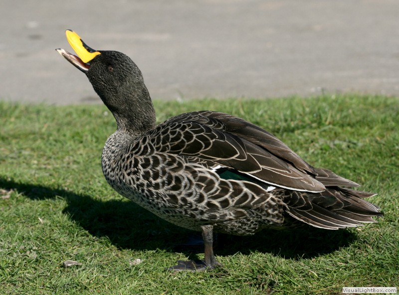 Identify Yellow-billed Duck - Wildfowl Photography.